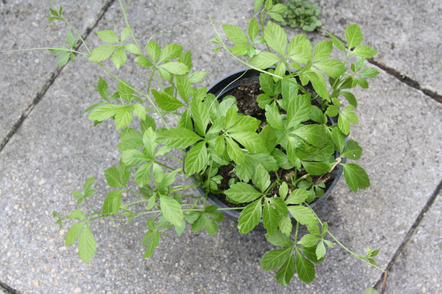 Jiaogulan (Gynostemma pentaphyllum) – Pflanzenwiki