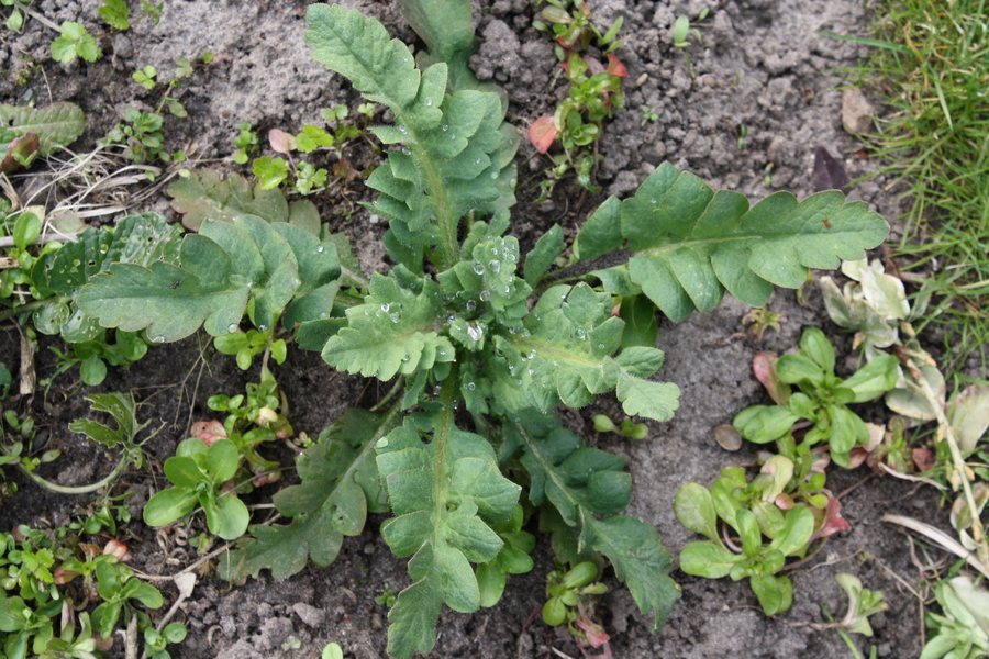Klatschmohn (Papaver rhoeas) – Pflanzenwiki