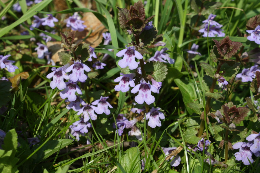 Gundermann (Glechoma hederacea) – Pflanzenwiki