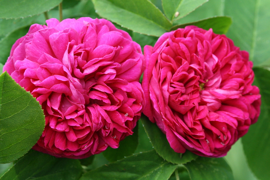 Rose de Resht – Pflanzenwiki