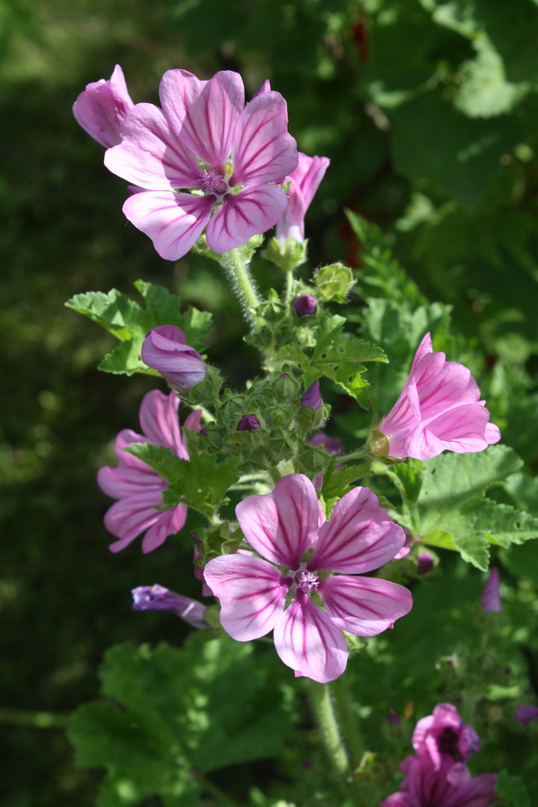 Wilde Malve (Malva sylvestris) – Pflanzenwiki