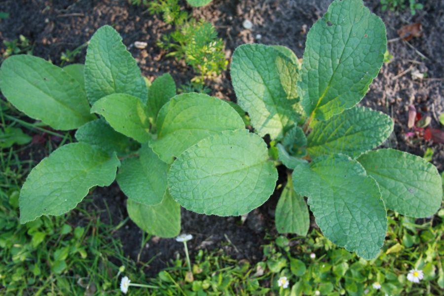 Borretsch (Borago officinalis) – Pflanzenwiki