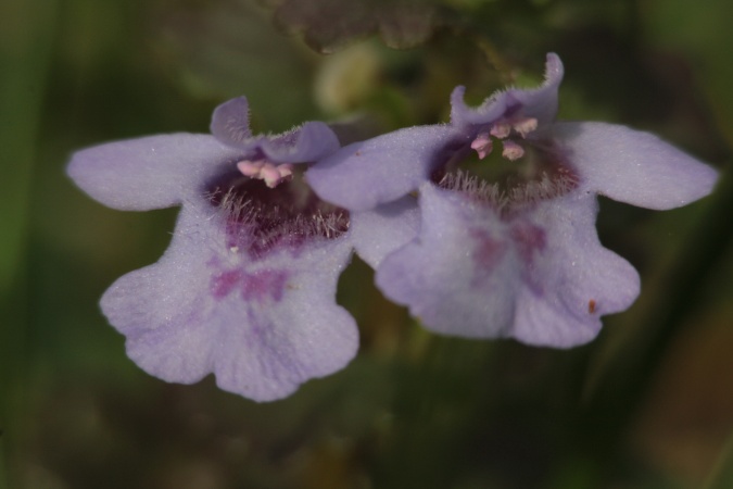 Gundermann (Glechoma hederacea) – Pflanzenwiki