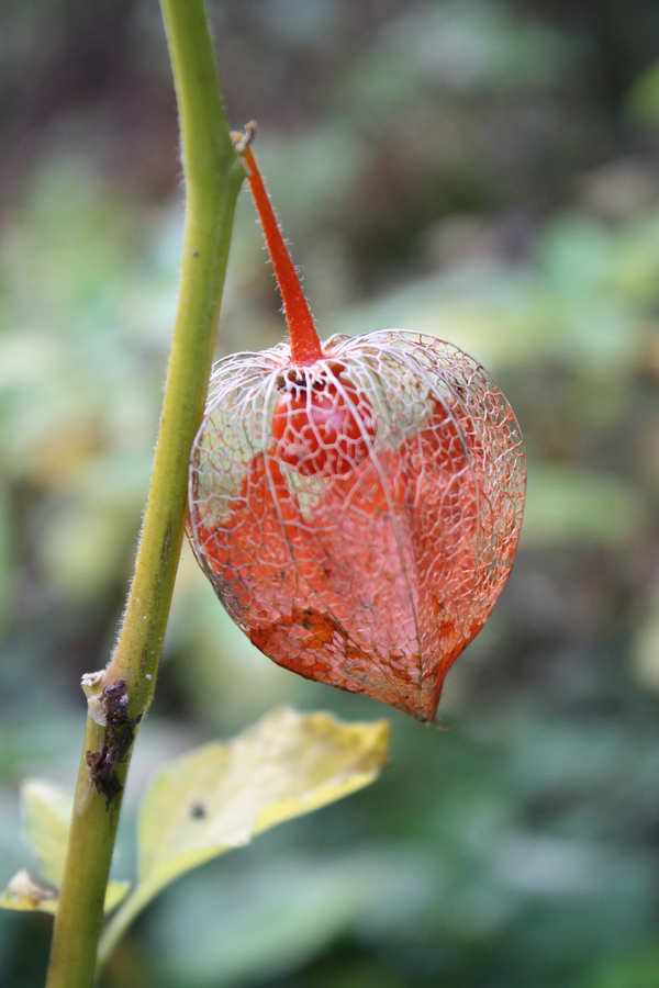 Lampionblume (Physalis alkekengi) – Pflanzenwiki