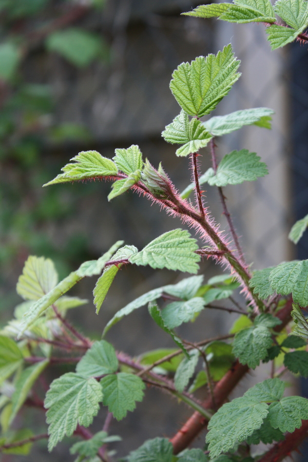 Japanische Weinbeere (Rubus phoenicolasius) – Pflanzenwiki