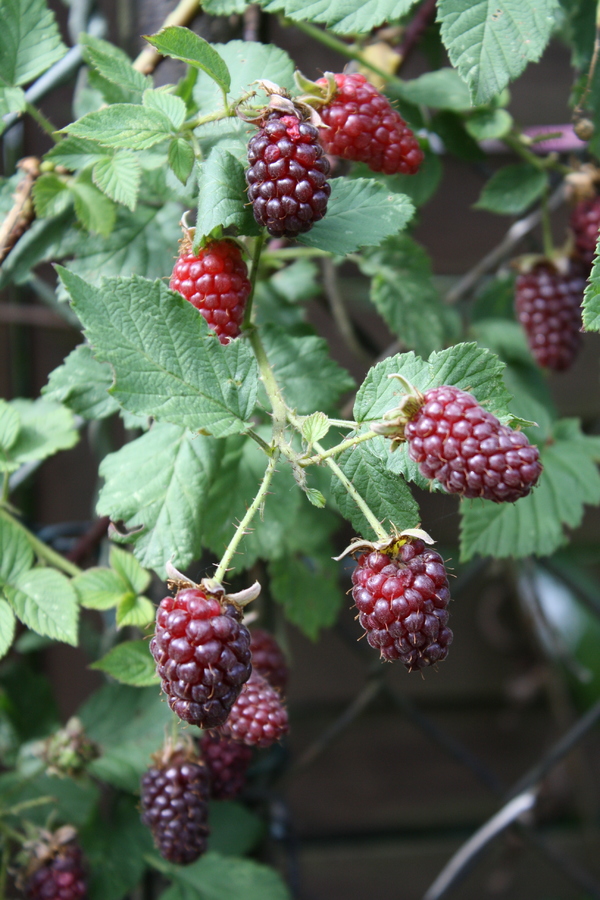 Tayberry (Rubus fruticosus x Rubus idaeus) – Pflanzenwiki