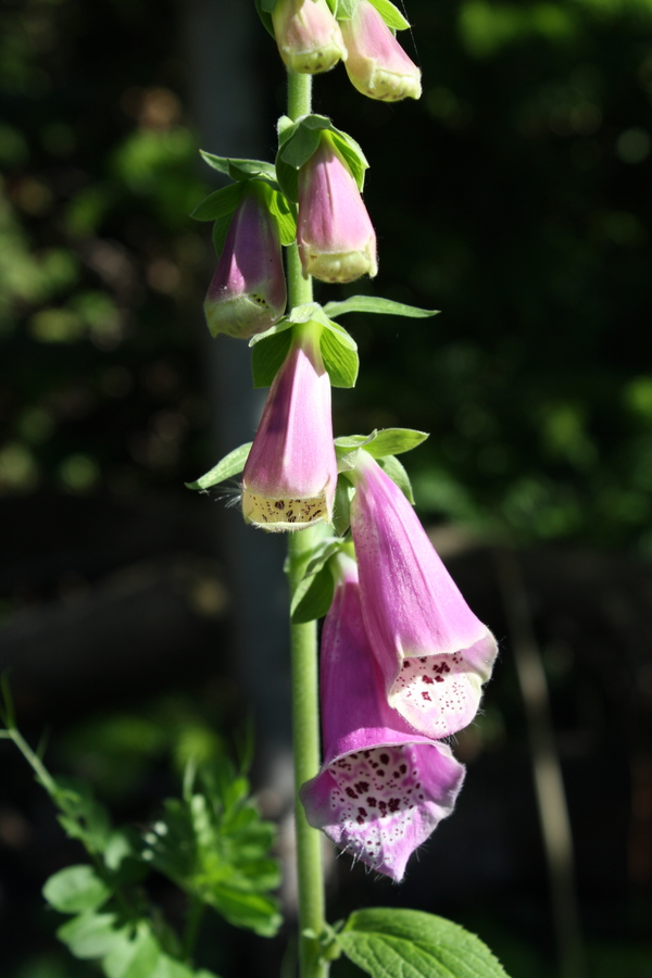 Roter Fingerhut (Digitalis purpurea) – Pflanzenwiki
