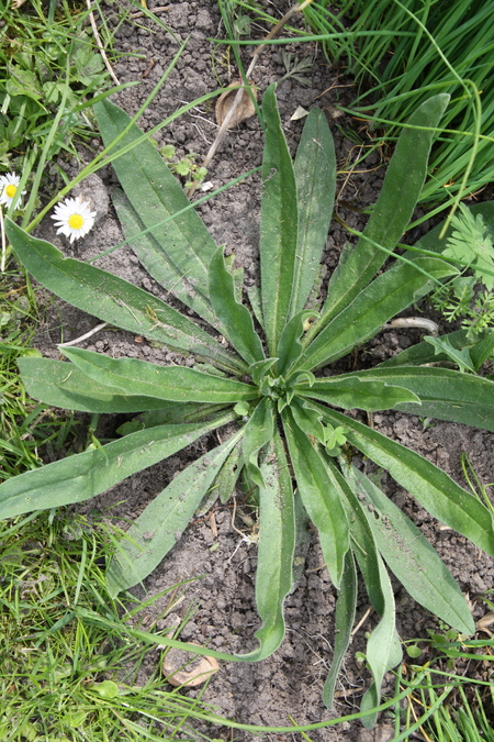 Natternkopf (Echium vulgare) – Pflanzenwiki