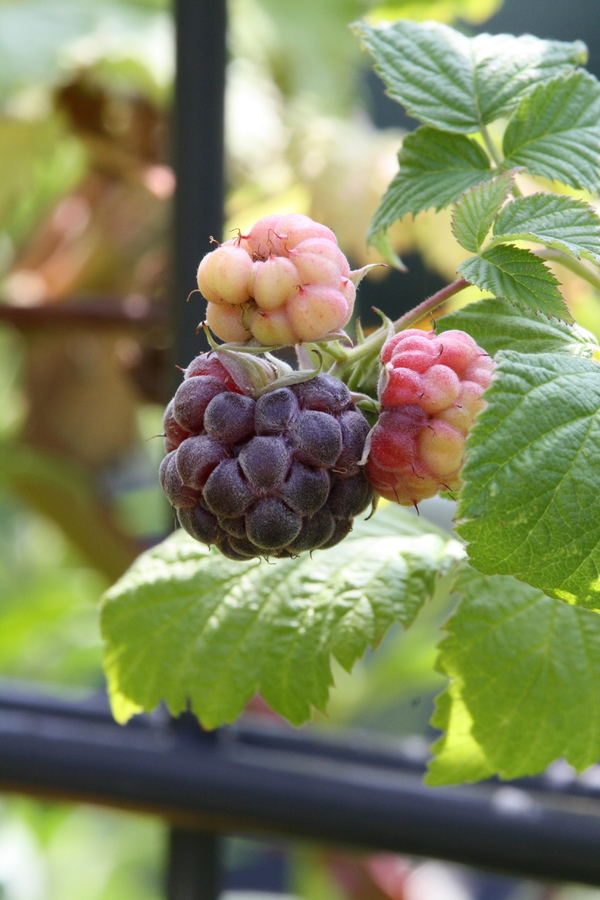 Himbeere Glen Coe (Rubus x neglectus) – Pflanzenwiki