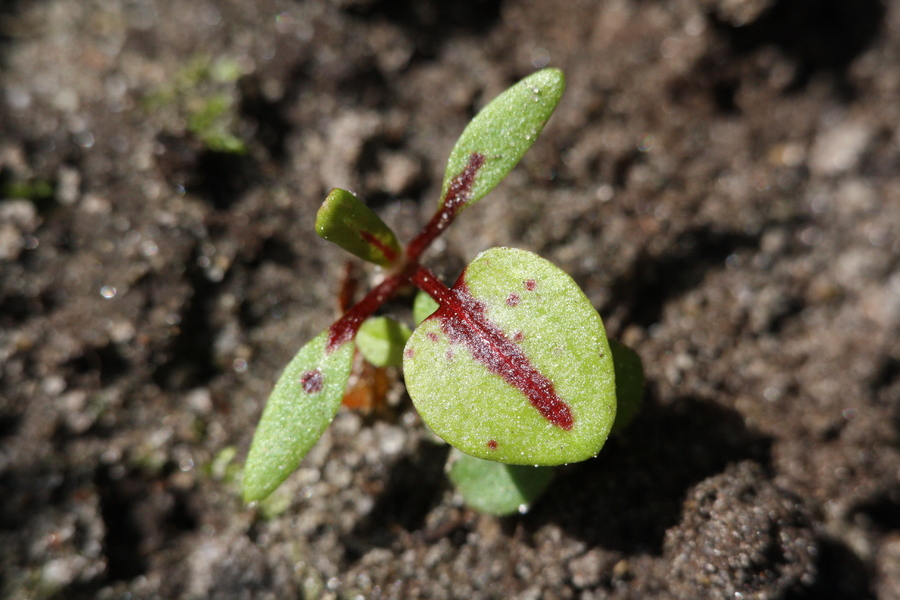 Blutampfer (Rumex sanguineus) – Pflanzenwiki