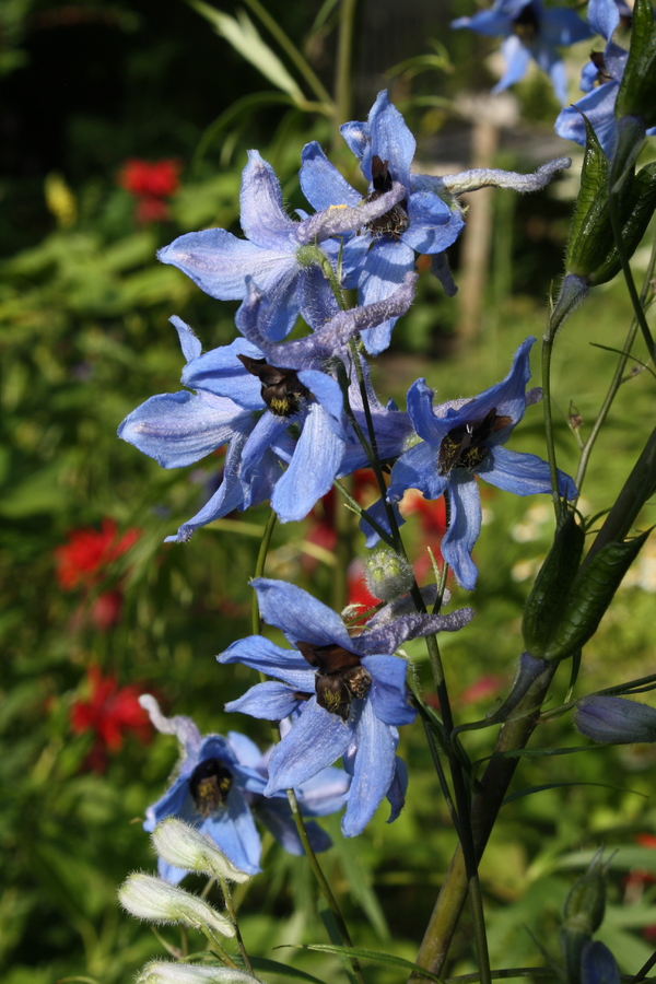 Rittersporn (Delphinium elatum) – Pflanzenwiki