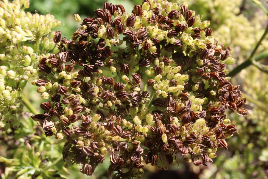 Baltische Petersilie (Cenolophium denudatum) – Pflanzenwiki