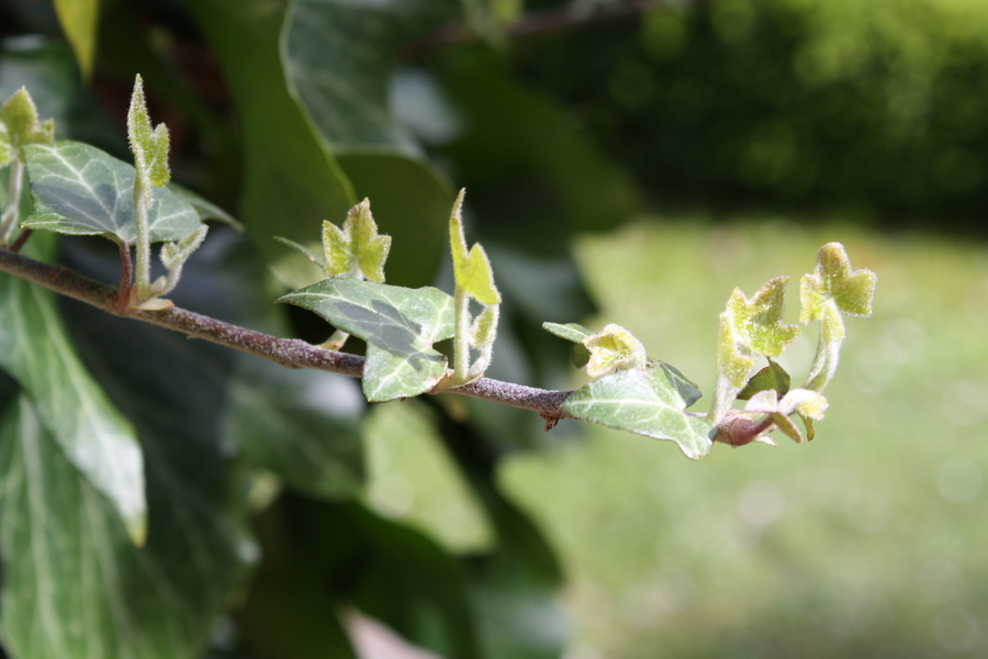 Efeu (Hedera helix) – Pflanzenwiki