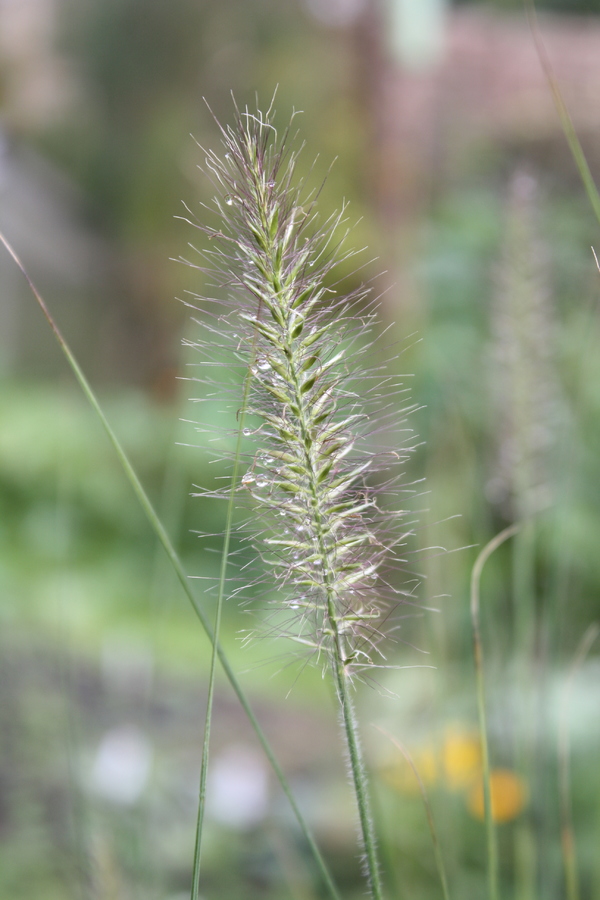 Lampenputzergras (Pennisetum alopecuroides »compressum«) – Pflanzenwiki