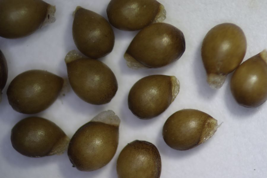 Waldveilchen (Viola reichenbachiana) – Pflanzenwiki