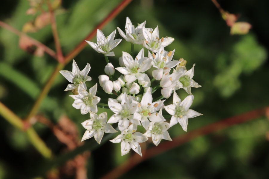 Chinesischer Schnittlauch (Allium odorum) – Pflanzenwiki
