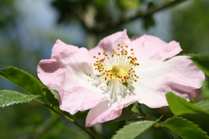 Hundsrose (Rosa canina) – Pflanzenwiki