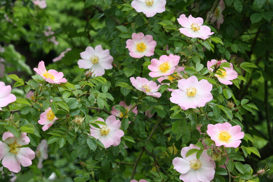 Hundsrose (Rosa canina) – Pflanzenwiki