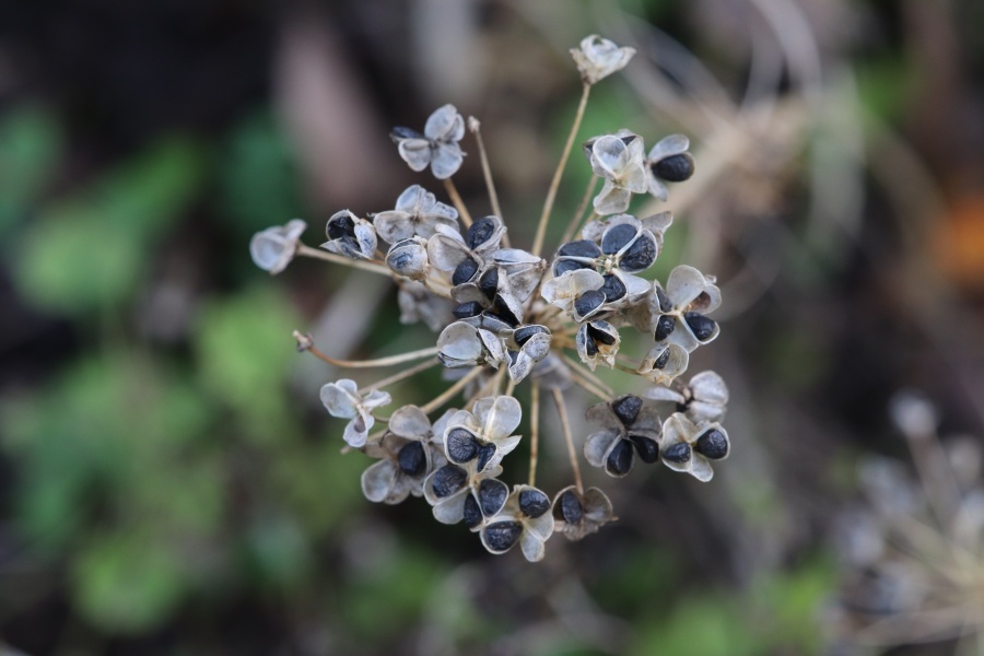 Chinesischer Schnittlauch (Allium odorum) – Pflanzenwiki