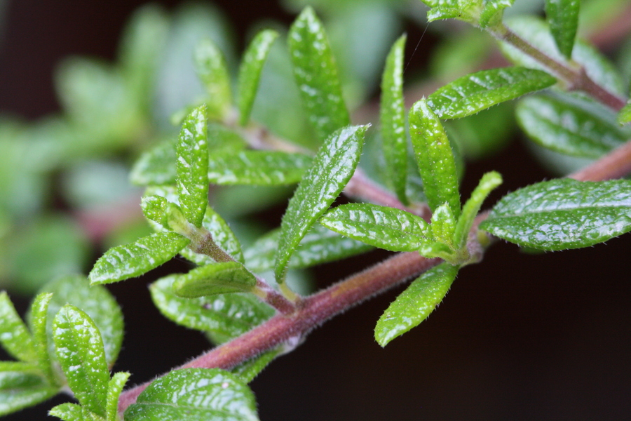 Moujeantee (Nashia inaguensis) – Pflanzenwiki