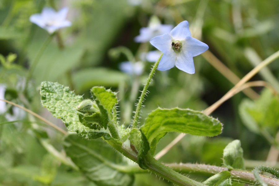Staudenborretsch (Borago pygmaea) – Pflanzenwiki