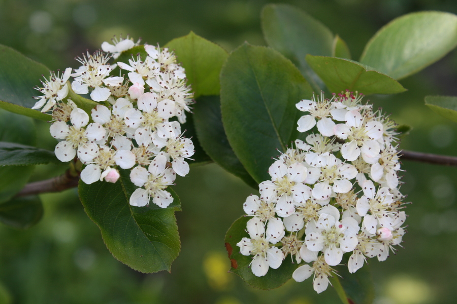 Schwarze Apfelbeere (Aronia melanocarpa) – Pflanzenwiki