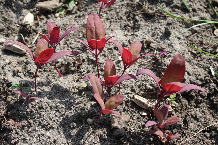 Rote Gartenmelde (Atriplex hortensis rubra) – Pflanzenwiki