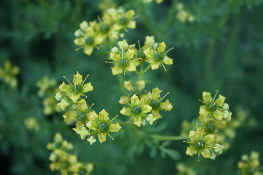 Weinraute (Ruta graveolens) – Pflanzenwiki