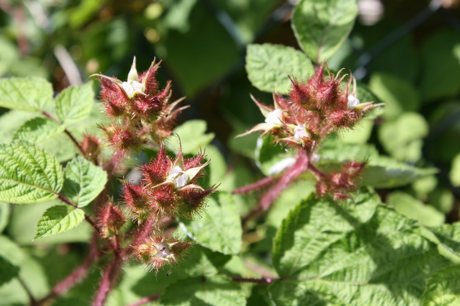 Japanische Weinbeere (Rubus phoenicolasius) – Pflanzenwiki