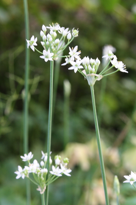 Chinesischer Schnittlauch (Allium odorum) – Pflanzenwiki