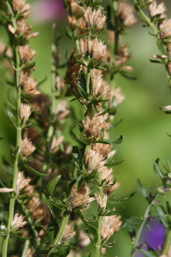 Ysop (Hyssopus officinalis ssp aristatus) – Pflanzenwiki