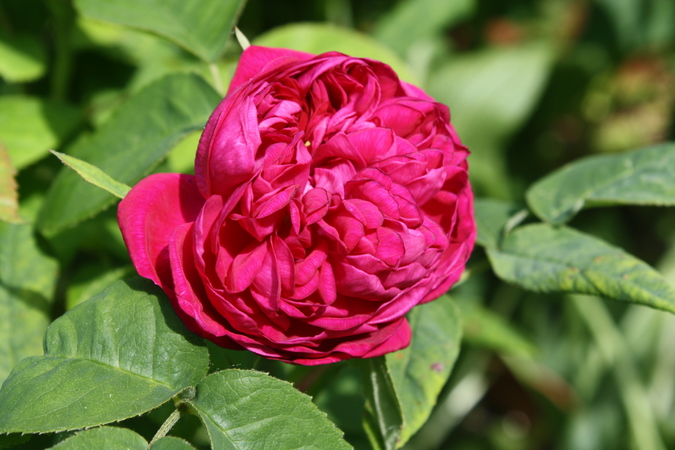 Rose de Resht – Pflanzenwiki