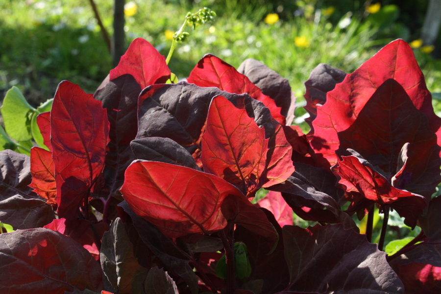 Rote Gartenmelde (Atriplex hortensis rubra) – Pflanzenwiki