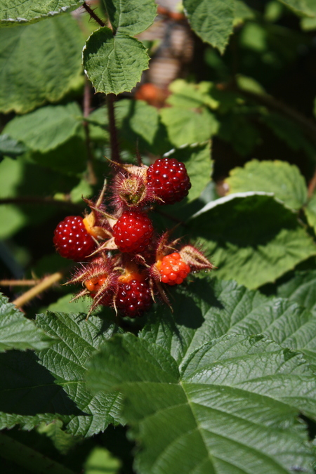 Japanische Weinbeere (Rubus phoenicolasius) – Pflanzenwiki