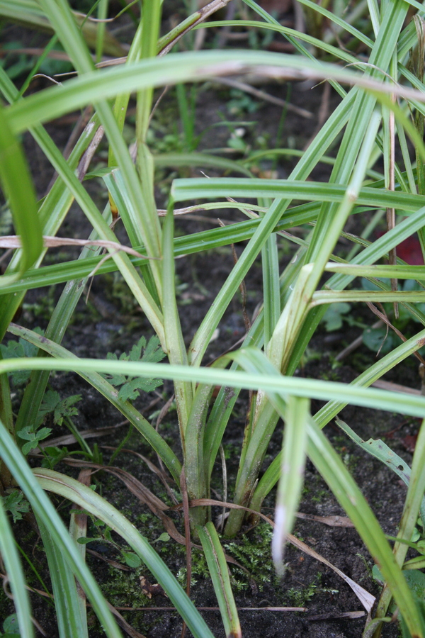Erdmandel (Cyperus esculentus) – Pflanzenwiki