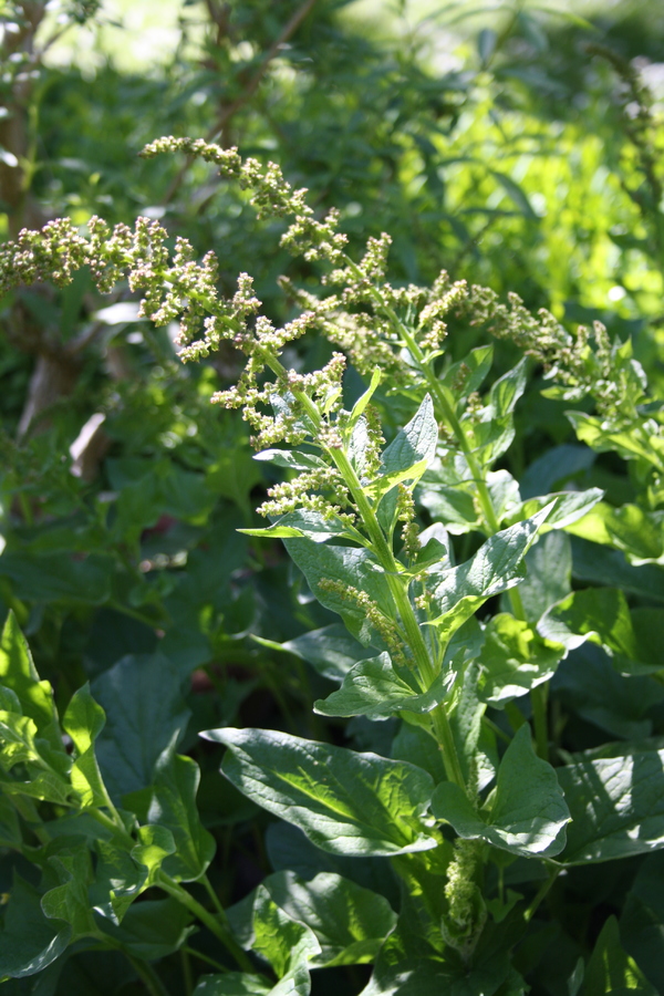 Guter Heinrich (Chenopodium bonus-henricus) – Pflanzenwiki