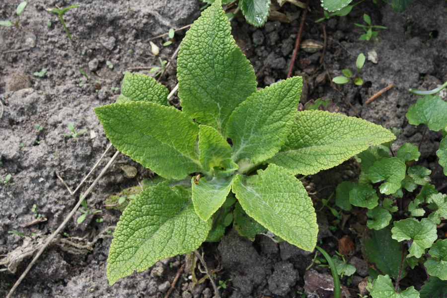 Roter Fingerhut (Digitalis purpurea) – Pflanzenwiki