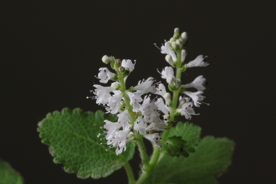 Iboza (Tetradenia riparia) – Pflanzenwiki