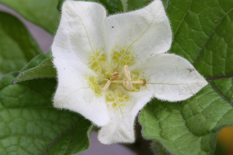 Lampionblume (Physalis alkekengi) – Pflanzenwiki