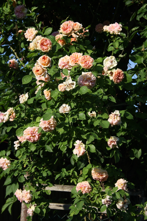 Rosa Alchymist – Pflanzenwiki