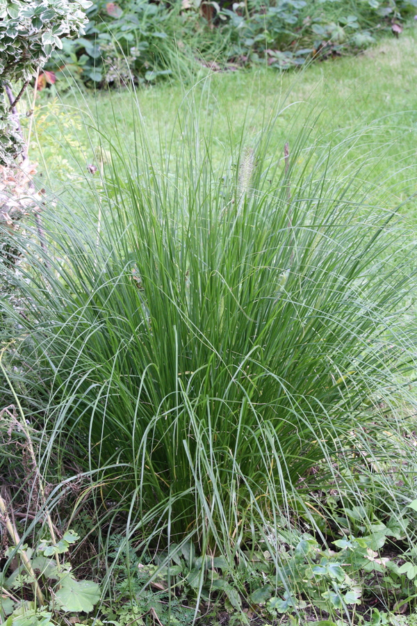 Lampenputzergras (Pennisetum alopecuroides »compressum«) – Pflanzenwiki
