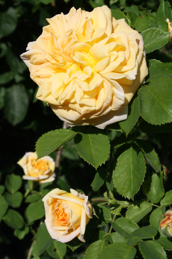Rosa Alchymist – Pflanzenwiki
