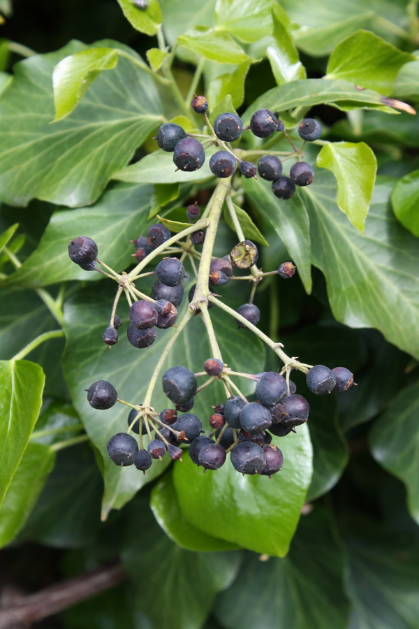 Efeu (Hedera helix) – Pflanzenwiki