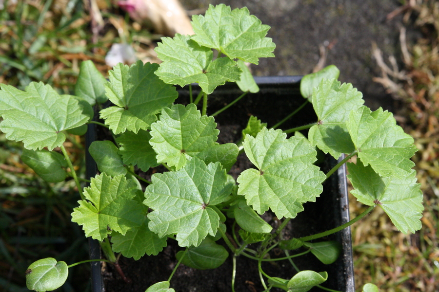 Mauretanische Malve (Malva sylvestris ssp mauritiana) – Pflanzenwiki