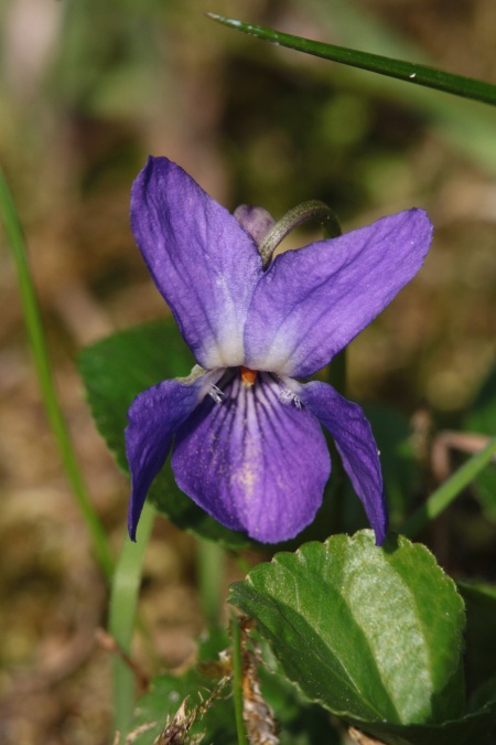 Duftveilchen (Viola odorata) – Pflanzenwiki