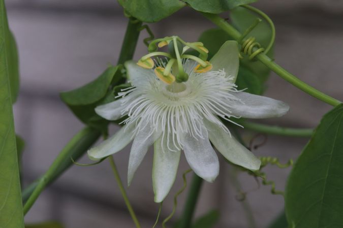 Weiße Passionsblume (Passiflora subpeltata) – Pflanzenwiki