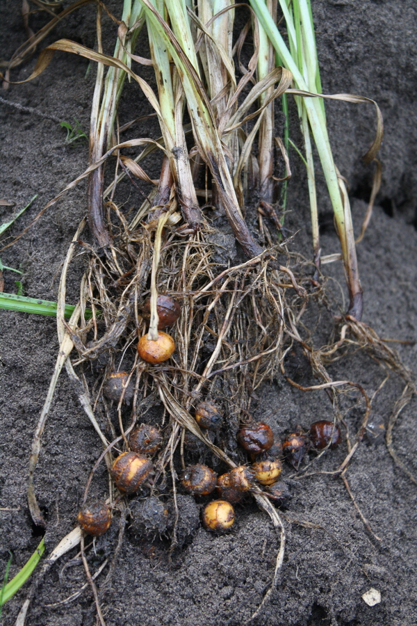 Erdmandel (Cyperus esculentus) – Pflanzenwiki