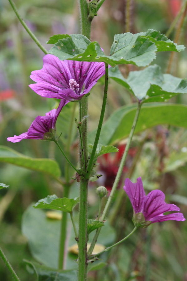 Mauretanische Malve (Malva sylvestris ssp mauritiana) – Pflanzenwiki