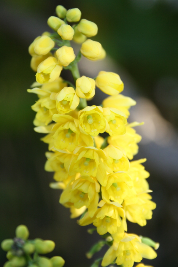 Japan Mahonie (Mahonia japonica) – Pflanzenwiki