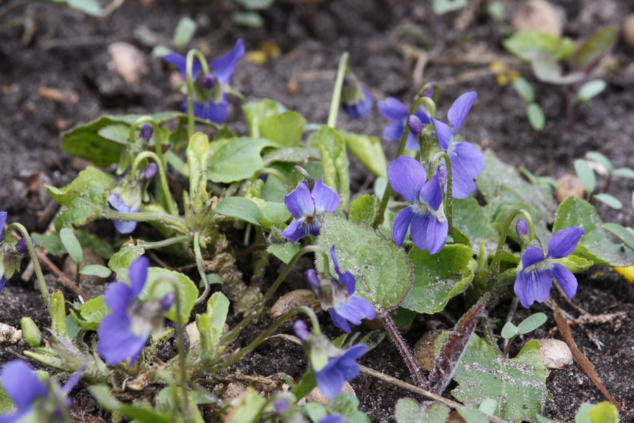 Duftveilchen (Viola odorata) – Pflanzenwiki